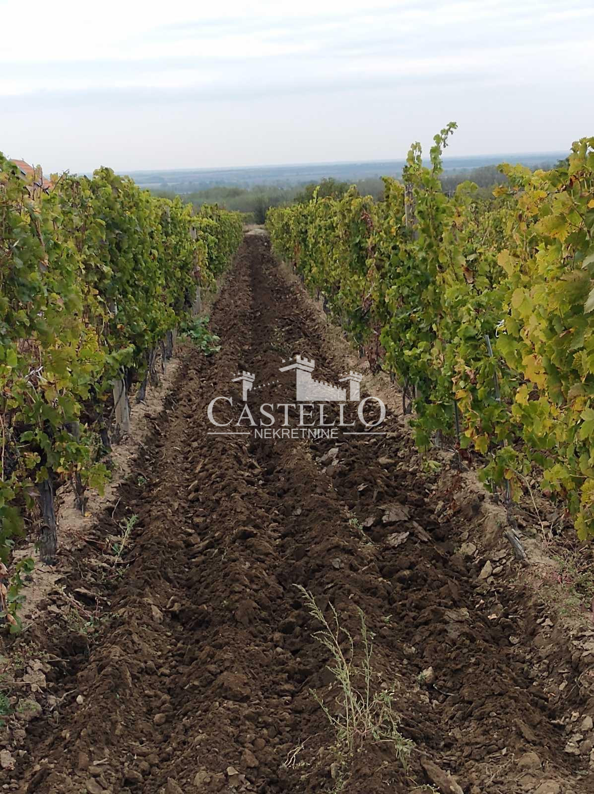CASTELLO NEKRETNINE VRŠAC -Na prodaju vinograd na putu ka Malom Središtu