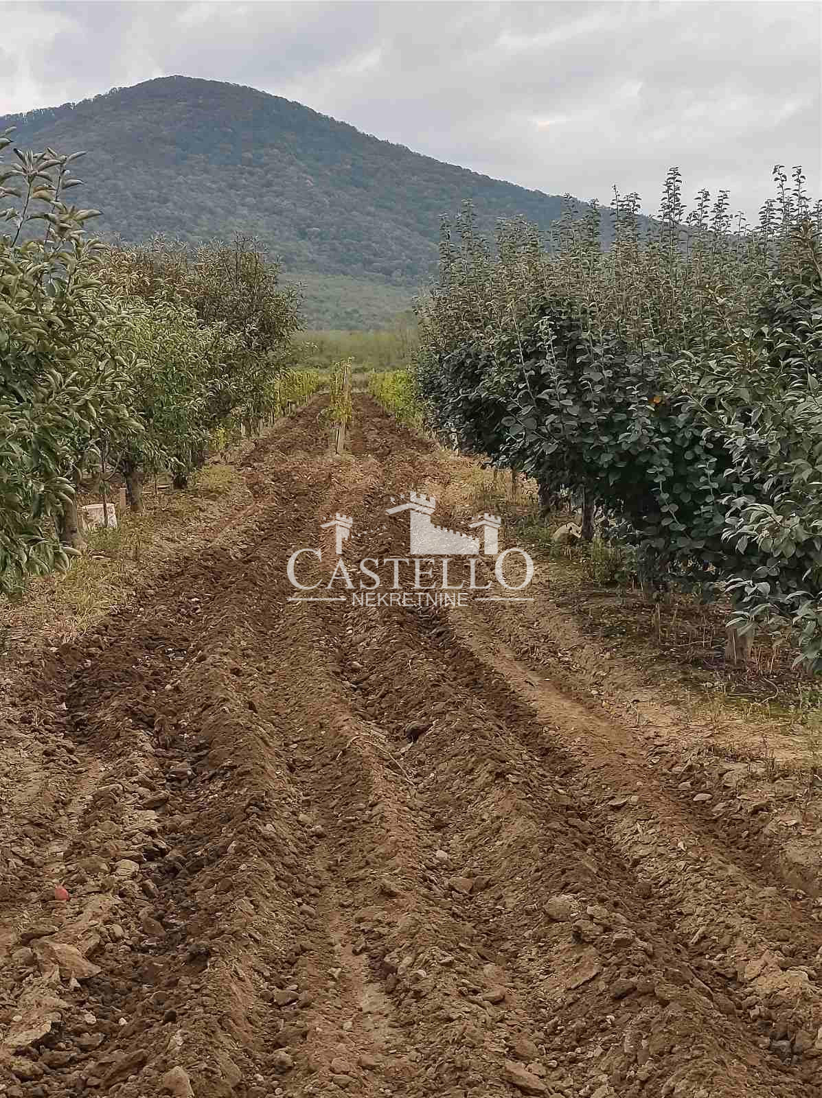 CASTELLO NEKRETNINE VRŠAC -Na prodaju vinograd na putu ka Malom Središtu