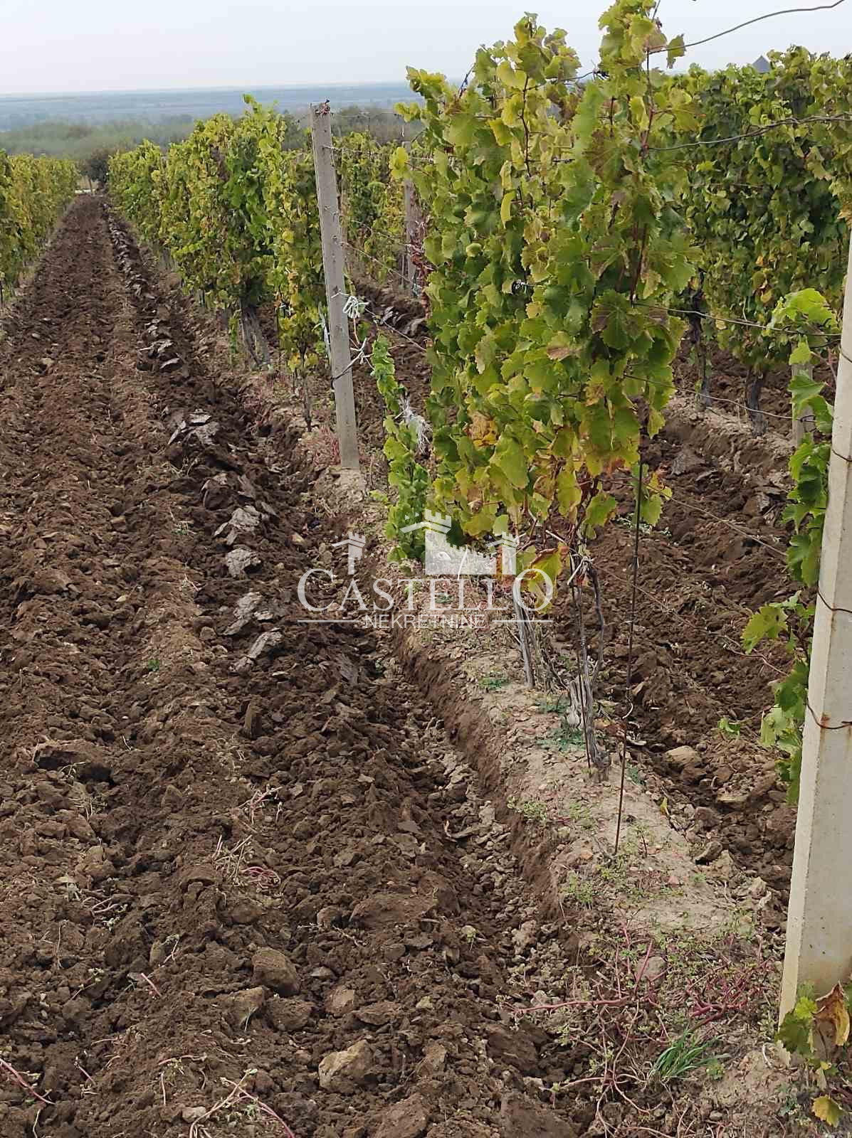 CASTELLO NEKRETNINE VRŠAC -Na prodaju vinograd na putu ka Malom Središtu